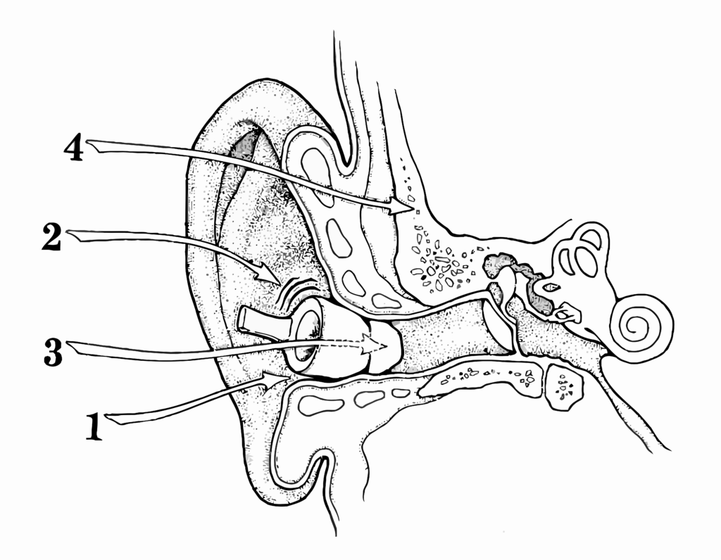 A Guide To Hearing Protection - Lawrence Yule